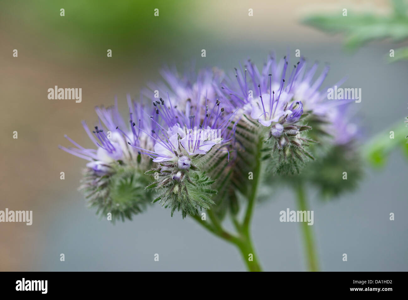 Phacelia Tanacetifolia. Fiddleneck / Lacy phacelia Stock Photo - Alamy