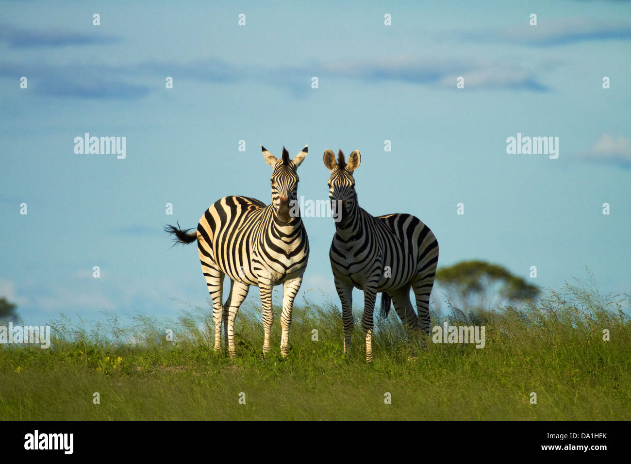 Chapman's zebra (Equus quagga chapmani), Hwange National Park, Zimbabwe ...