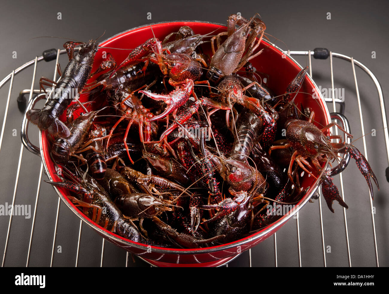 Freshwater shellfish hi-res stock photography and images - Alamy