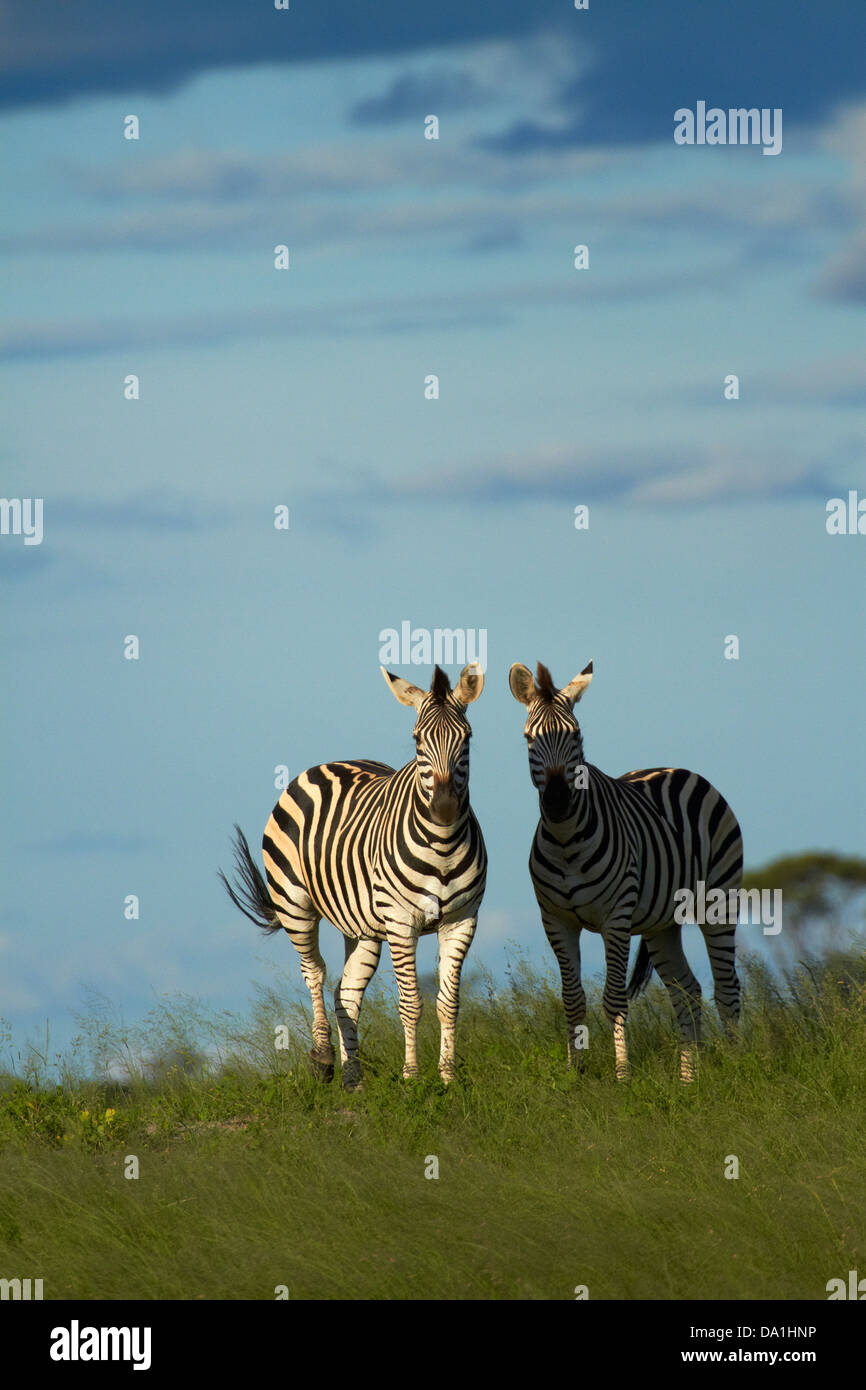 Chapman's zebra (Equus quagga chapmani), Hwange National Park, Zimbabwe ...