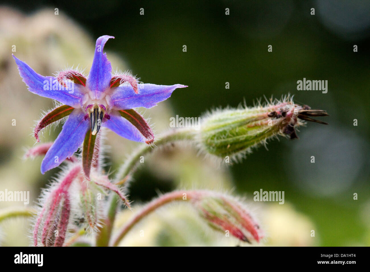 Borago officinalis used medicinally,in cooking and as an oilseed ...