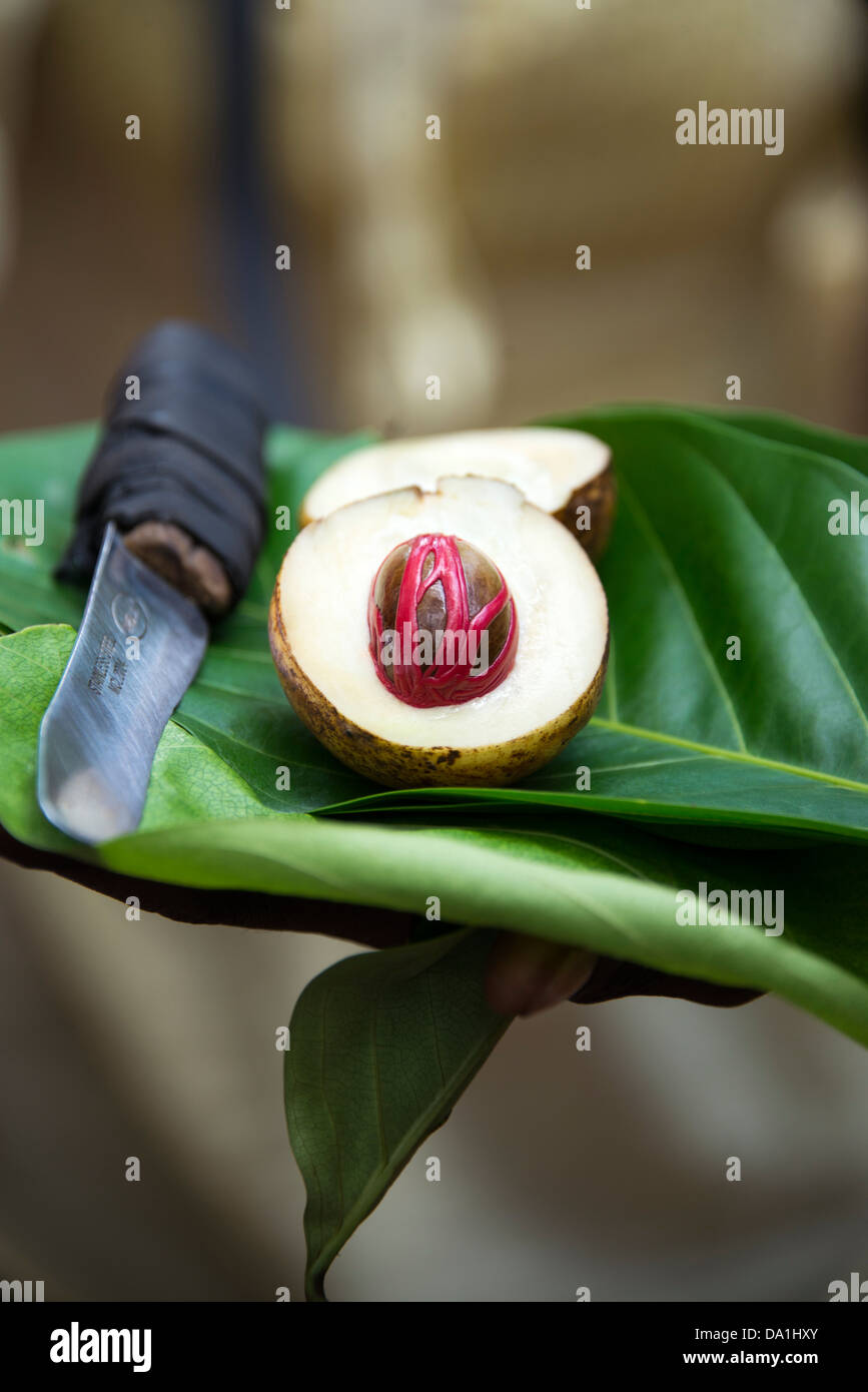 Fruit of the Myristica tree, which provides the spices Nutmeg and Mace ...