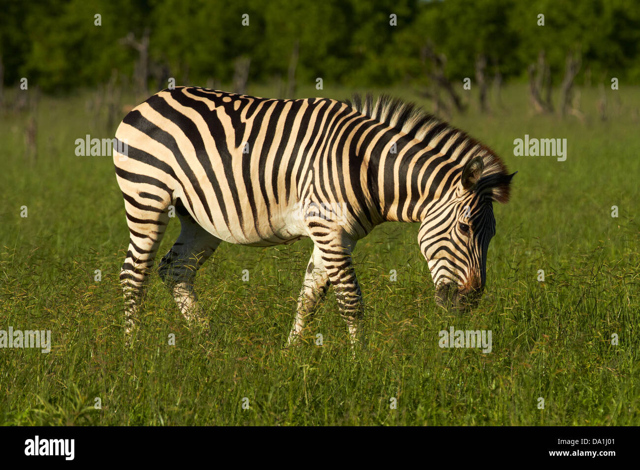 Chapman's zebra (Equus quagga chapmani), Hwange National Park, Zimbabwe ...