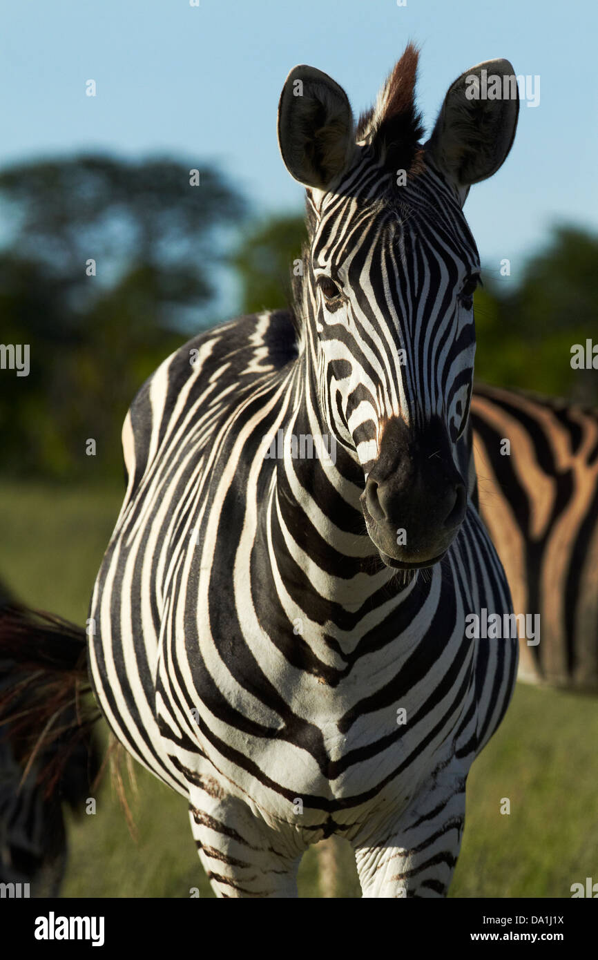 Chapman's zebra (Equus quagga chapmani), Hwange National Park, Zimbabwe ...