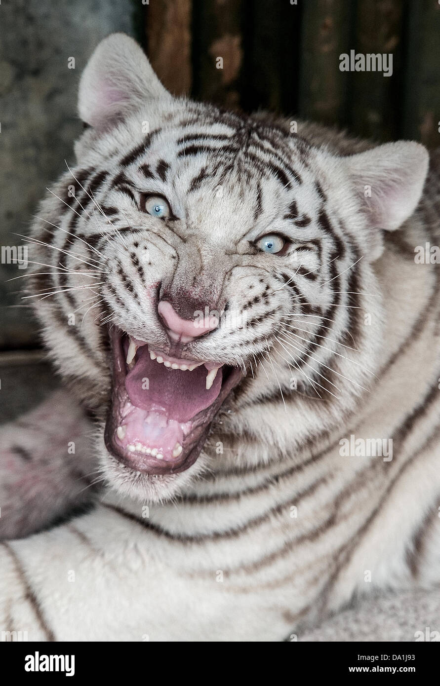 The cubs of a very rare white Indian tiger, born on July 1, 2012 in ...