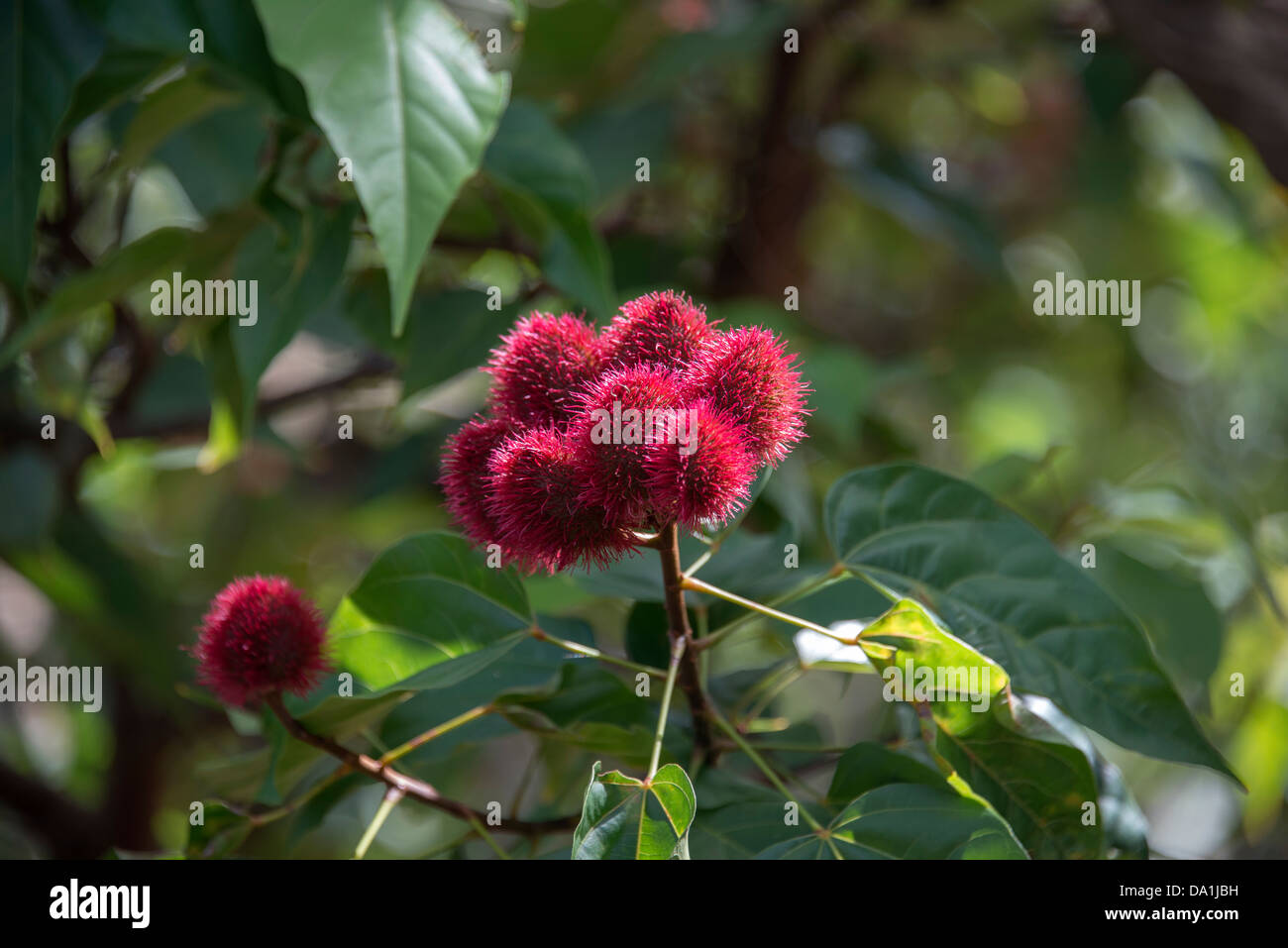 Annatto fruits, known as 'Zanzibar lipstick'. Zanzibar, United Republic ...