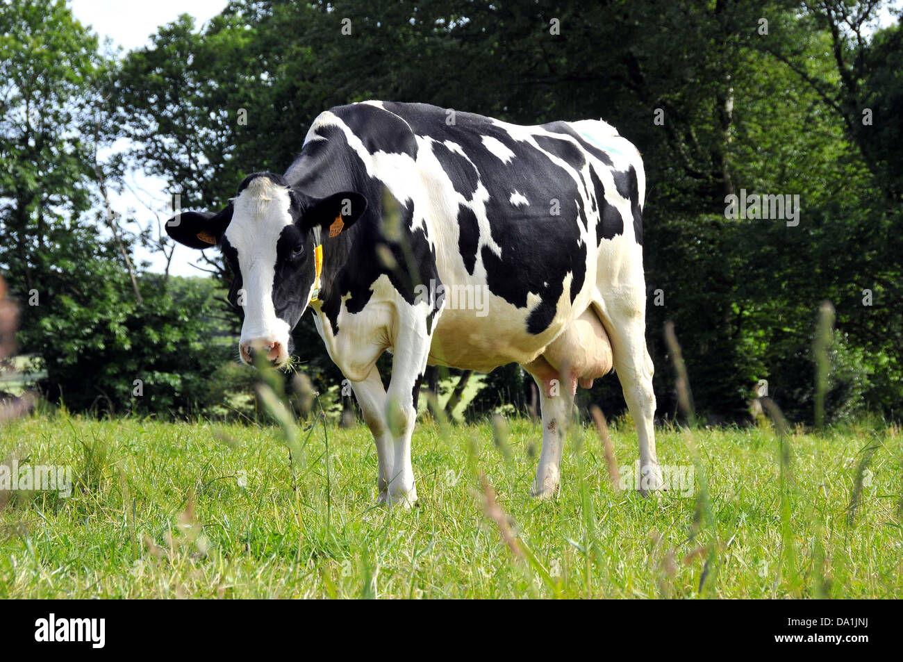 Spotty cow hi-res stock photography and images - Alamy