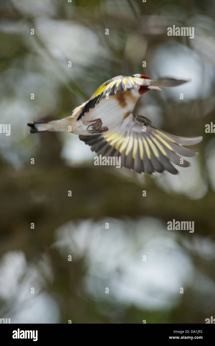 Goldfinch In Flight High Resolution Stock Photography and Images - Alamy