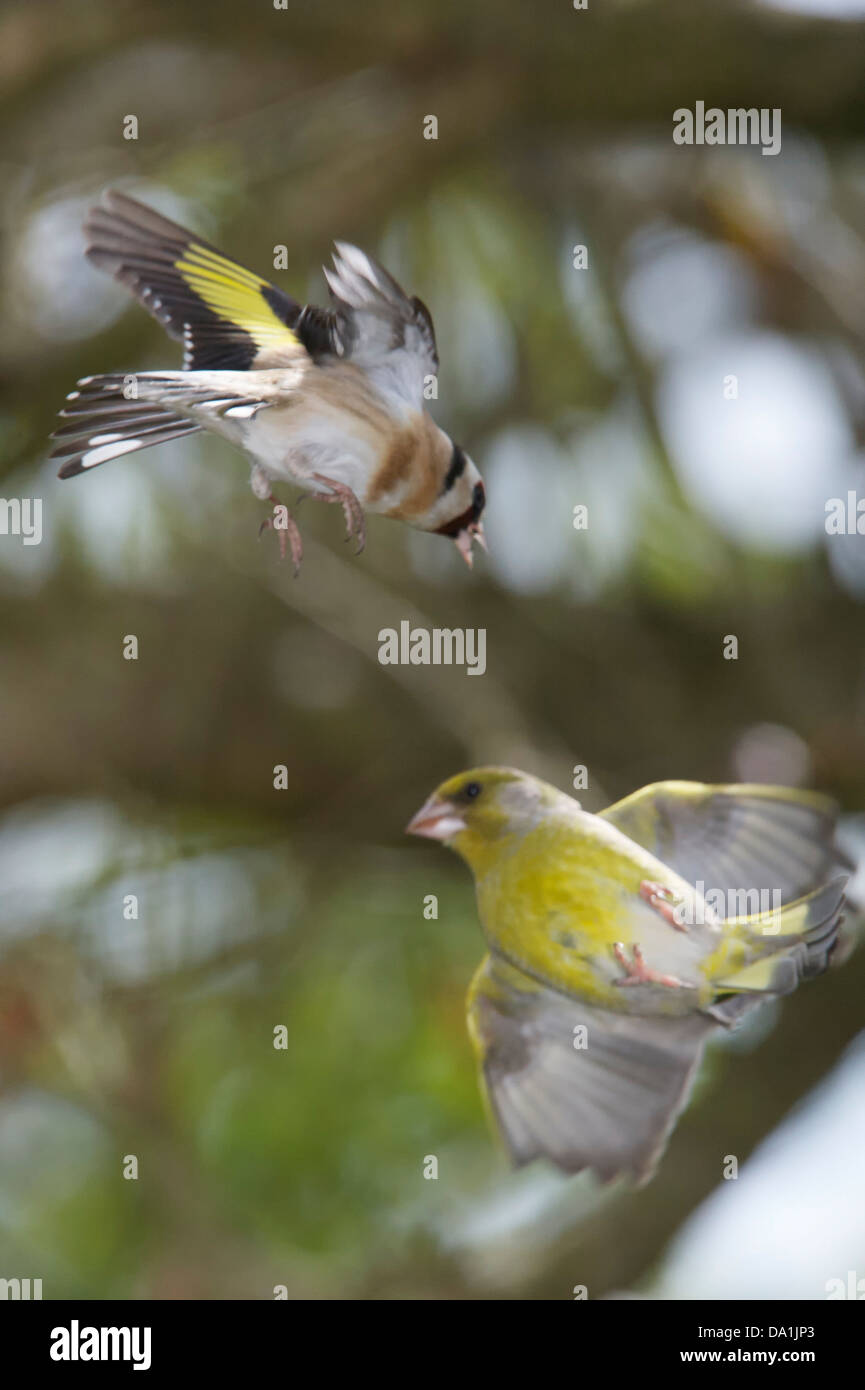 Goldfinch & green finch fall out Stock Photo - Alamy