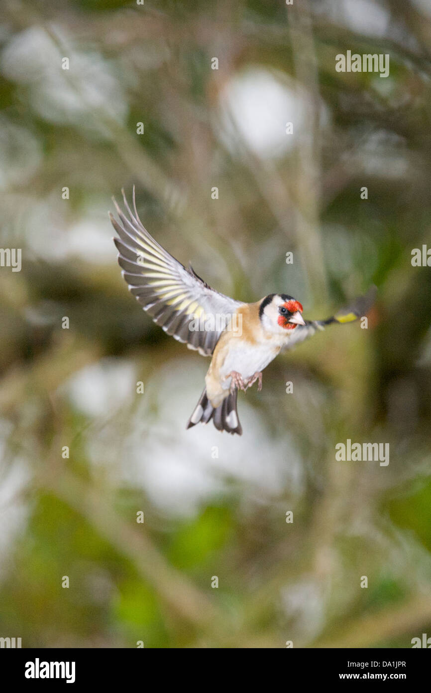 Goldfinch in flight Stock Photo - Alamy