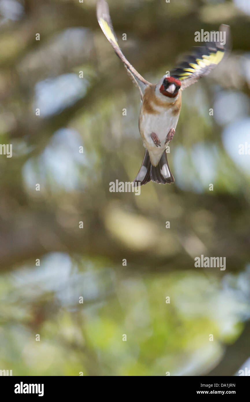Goldfinch in flight Stock Photo - Alamy