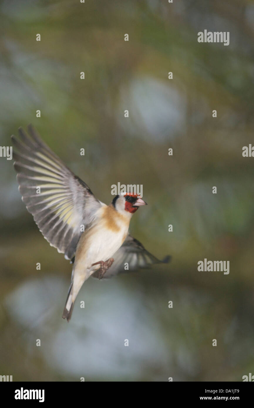 Goldfinch flying hi-res stock photography and images - Alamy