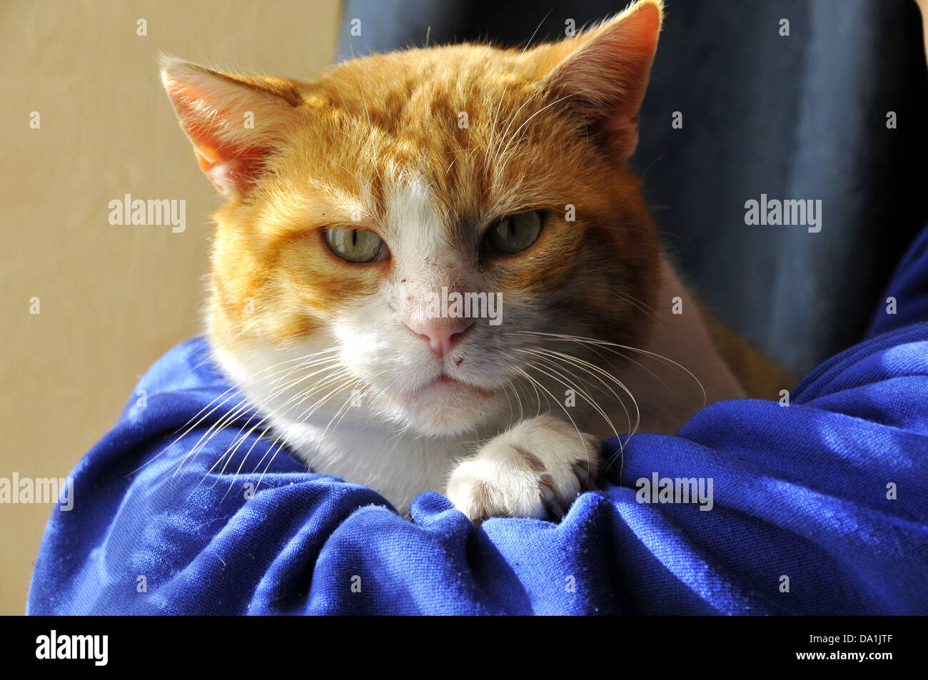 Cat in humans arms hi-res stock photography and images - Alamy