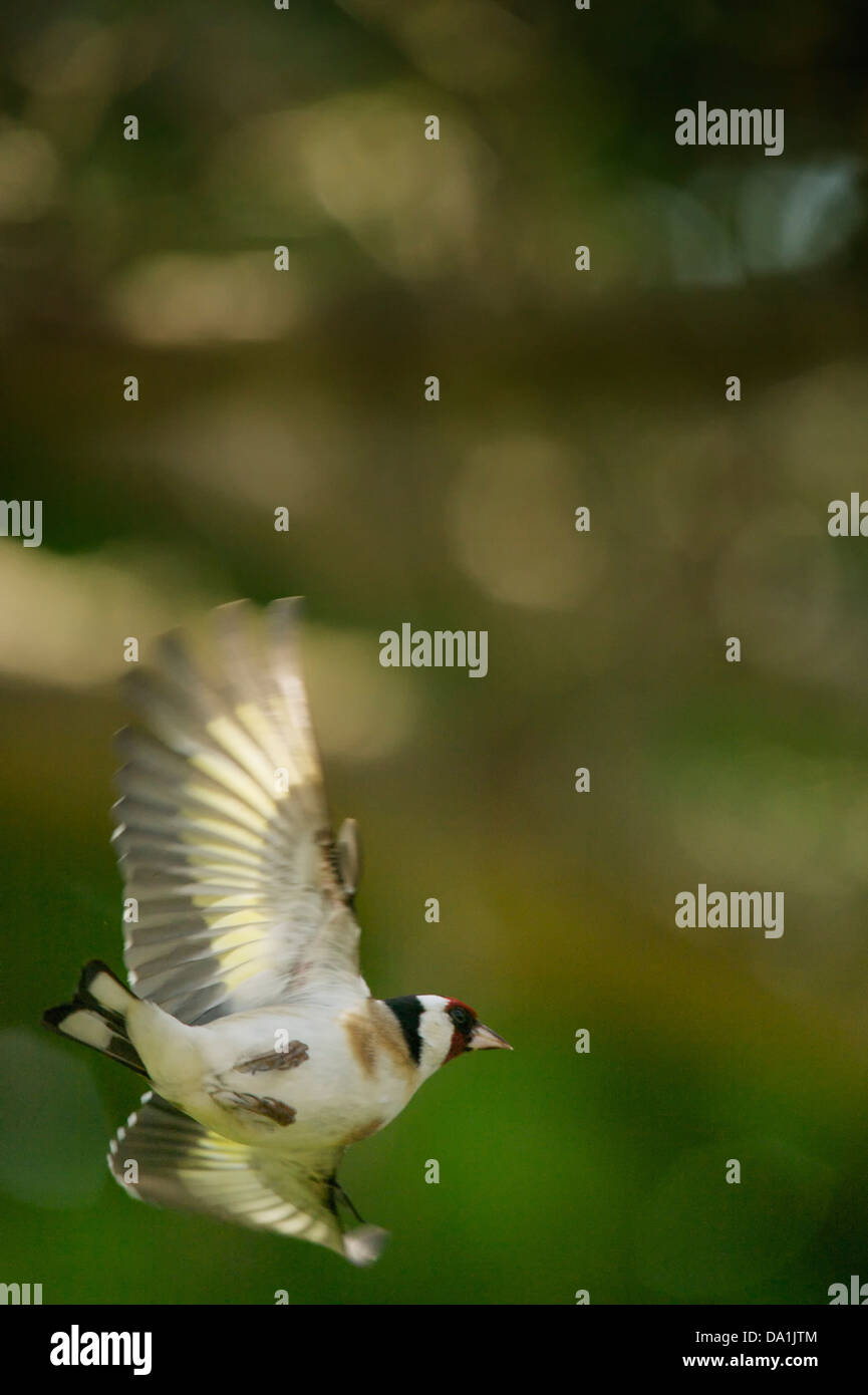 Goldfinch in flight Stock Photo - Alamy