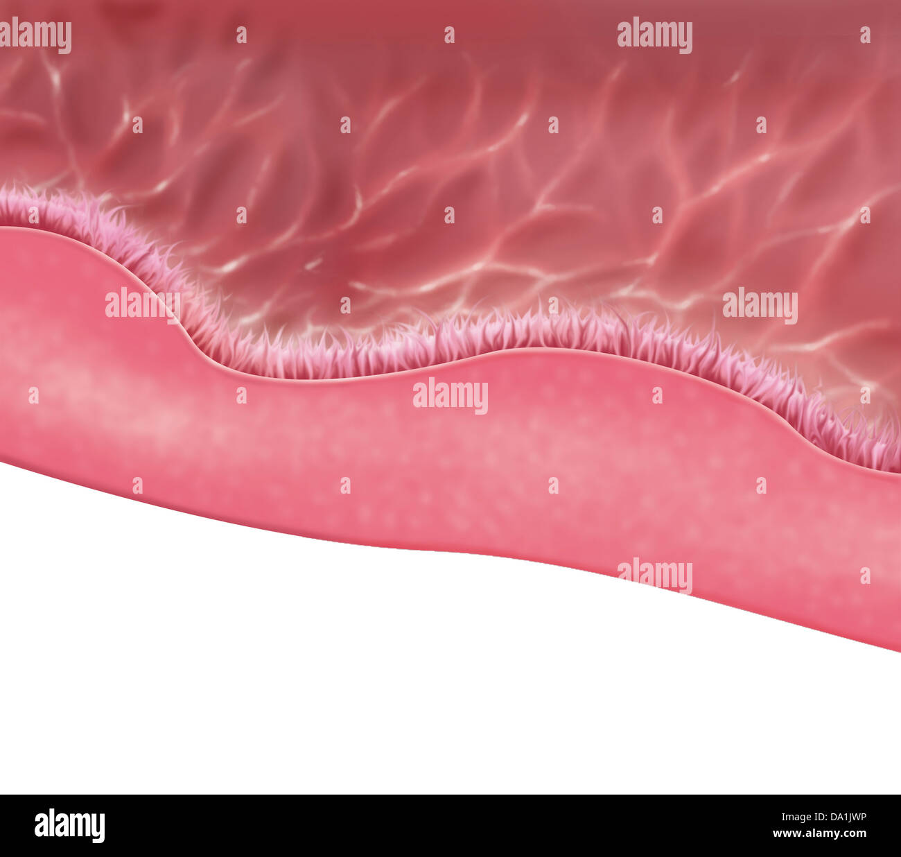 Sinus hi-res stock photography and images - Alamy