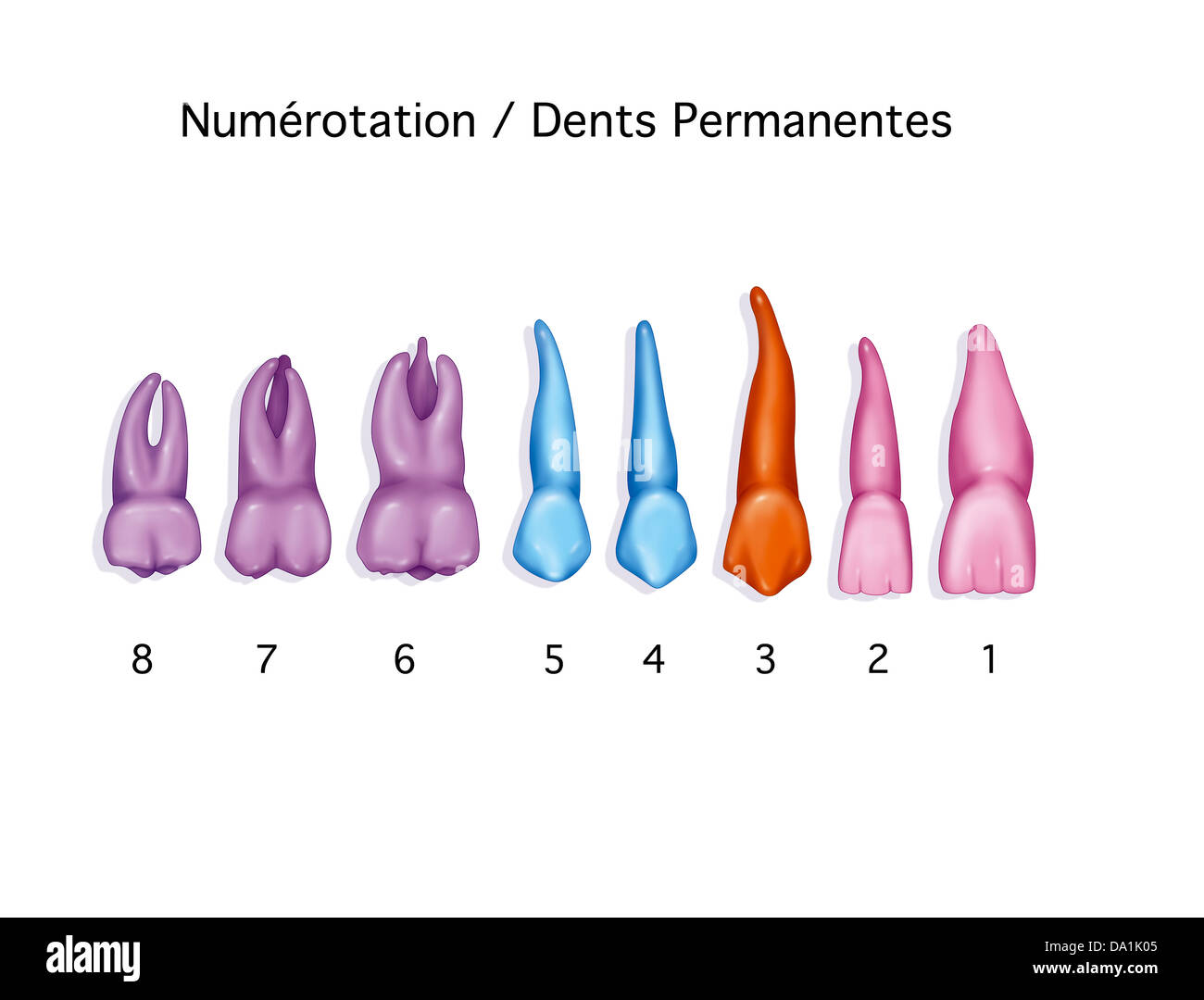 Tooth drawing hi-res stock photography and images - Alamy