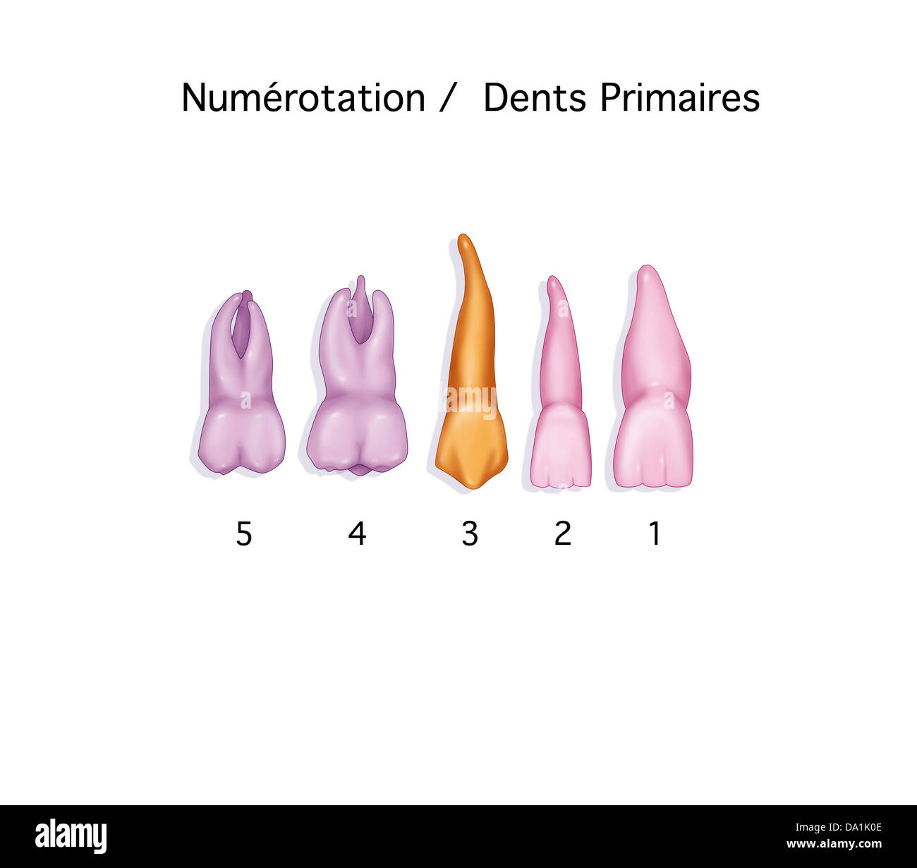 Dentition anatomy drawing hi-res stock photography and images - Alamy