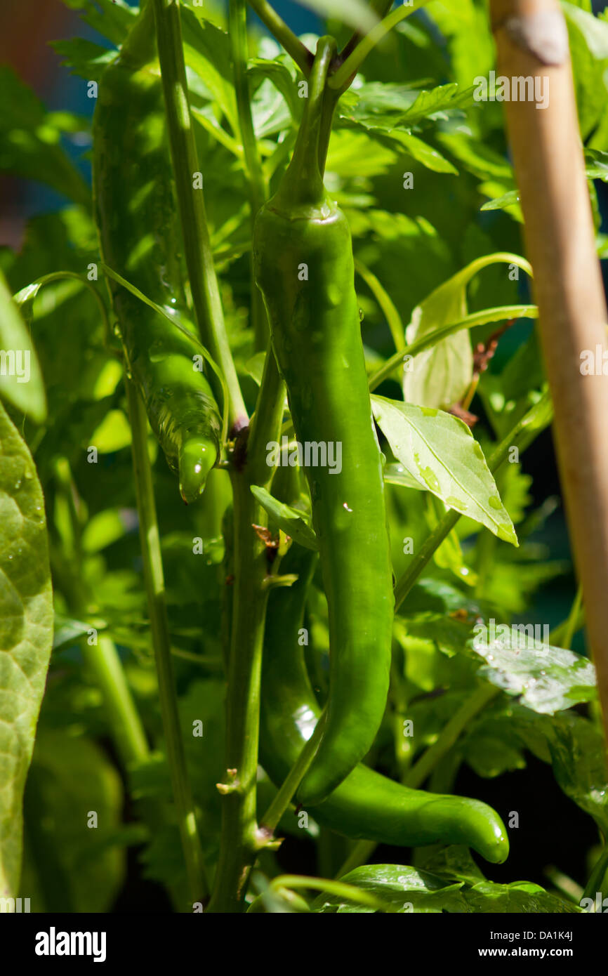 Green chili peppers wet from the rain growing on a plant Stock Photo ...