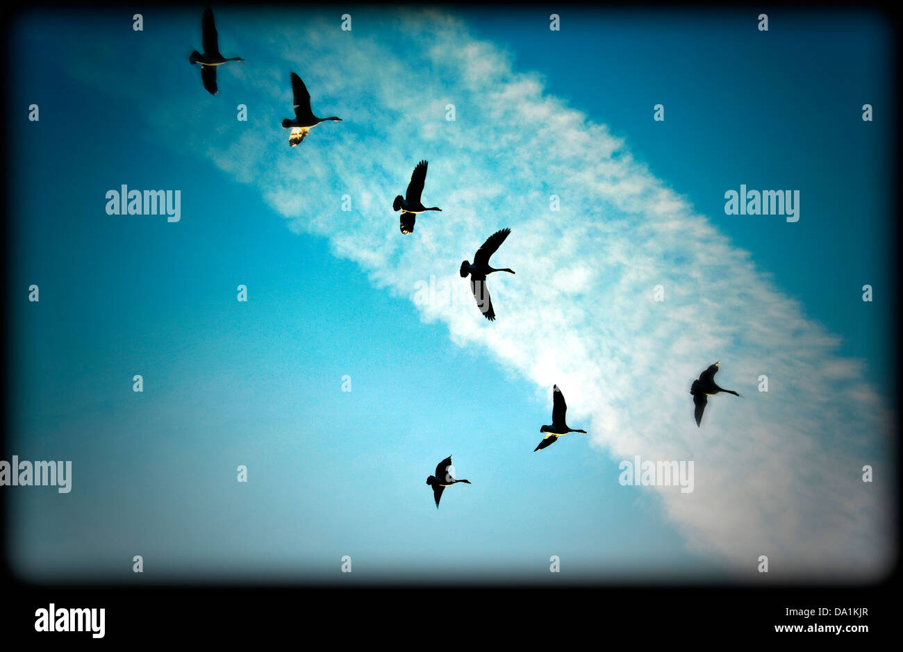 Geese flying formation hi-res stock photography and images - Alamy