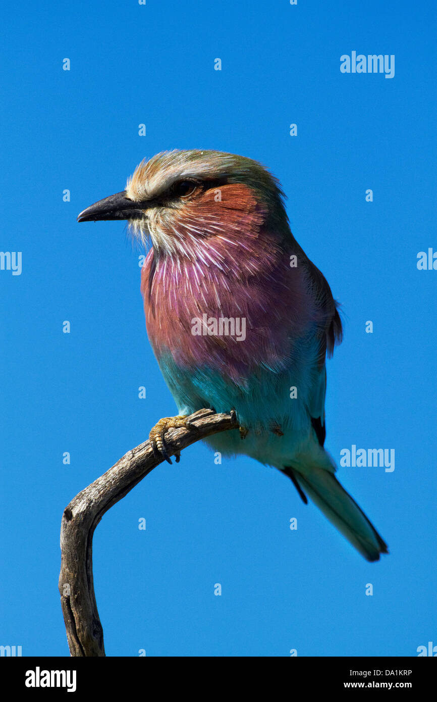 Zimbabwe bird hi-res stock photography and images - Alamy