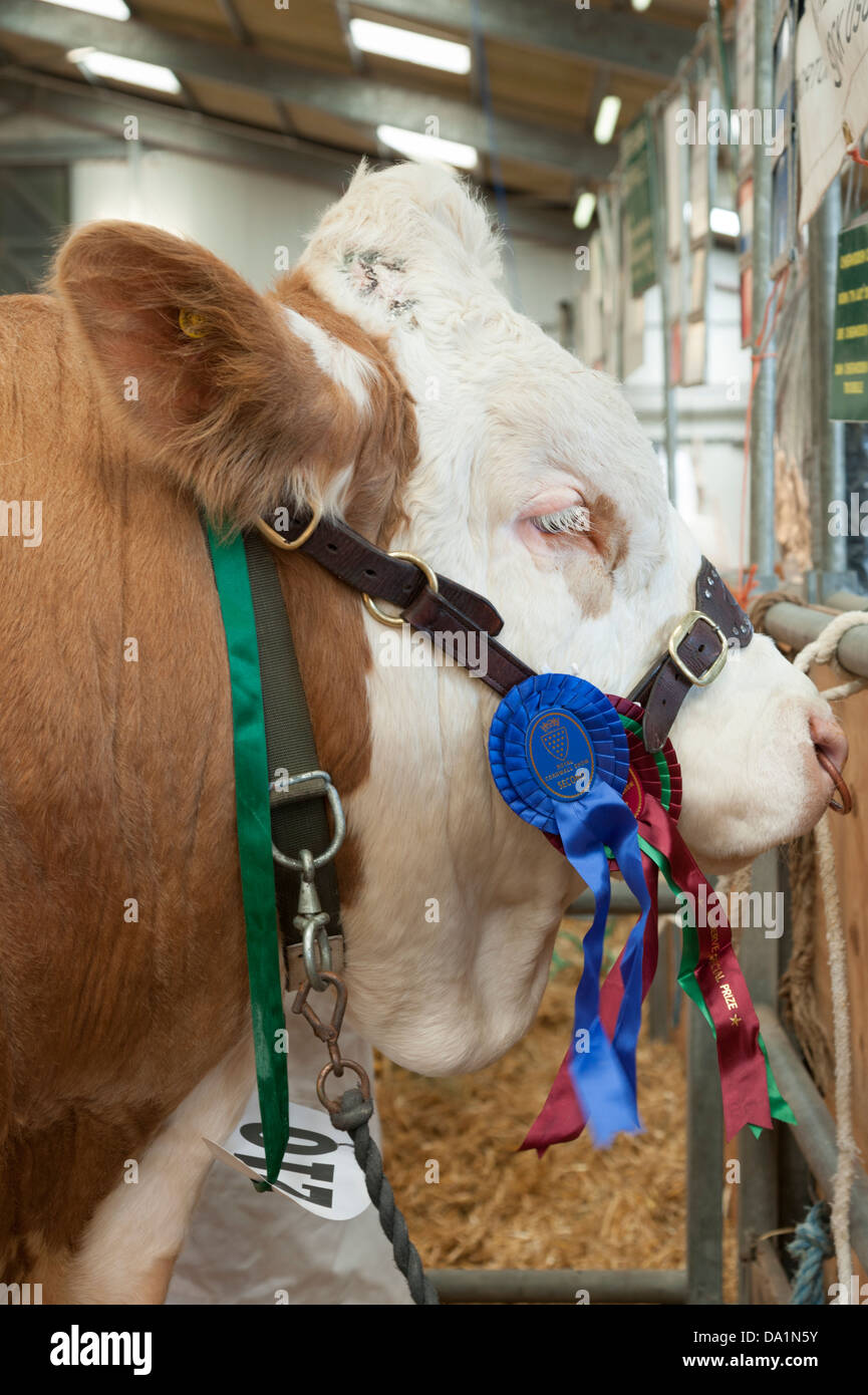 Prize winning bull at the Royal Cornwall Show UK Stock Photo - Alamy