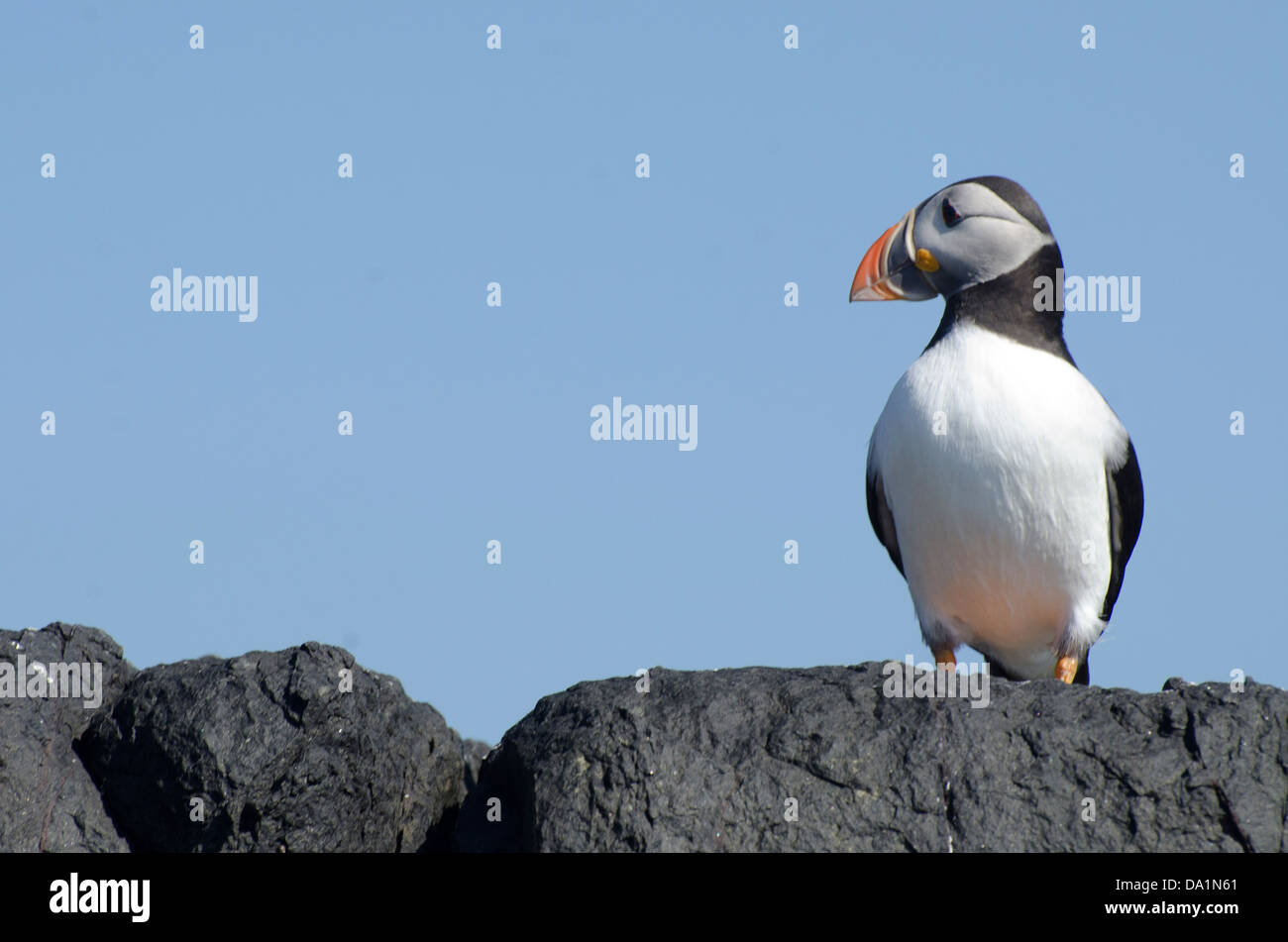 Puffin farne islands hi-res stock photography and images - Alamy
