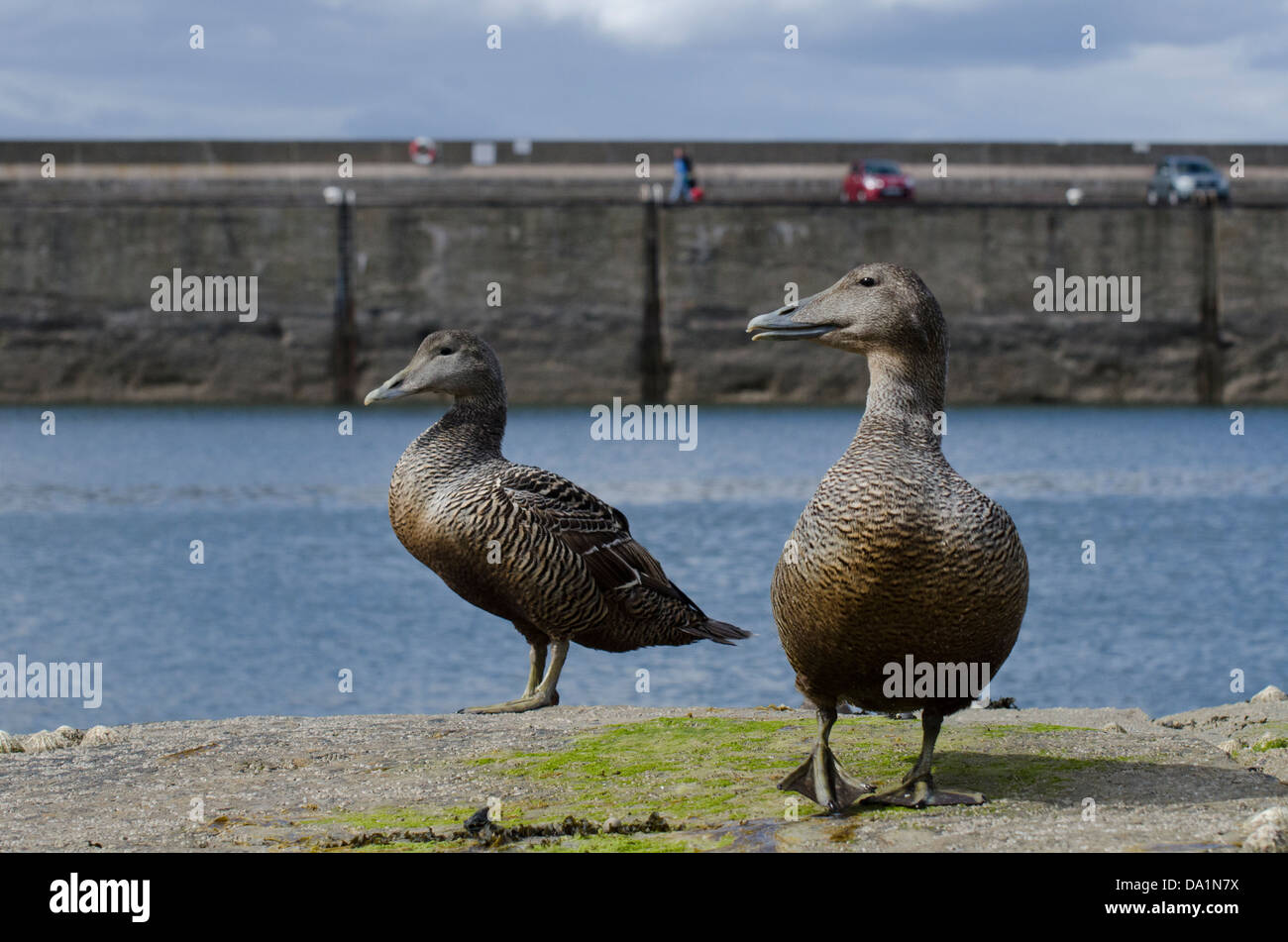 Female eider in harbor Stock Photo - Alamy