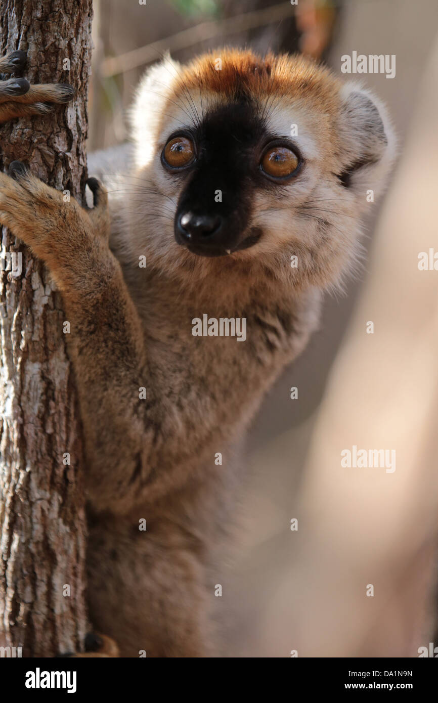 Lima wildlife hi-res stock photography and images - Alamy