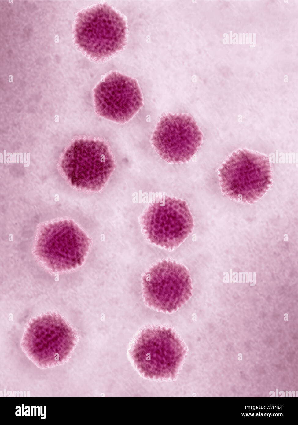 Adenovirus microscopy hi-res stock photography and images - Alamy