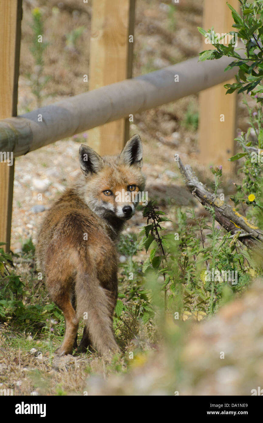 Red Fox Looking Back High Resolution Stock Photography and Images - Alamy
