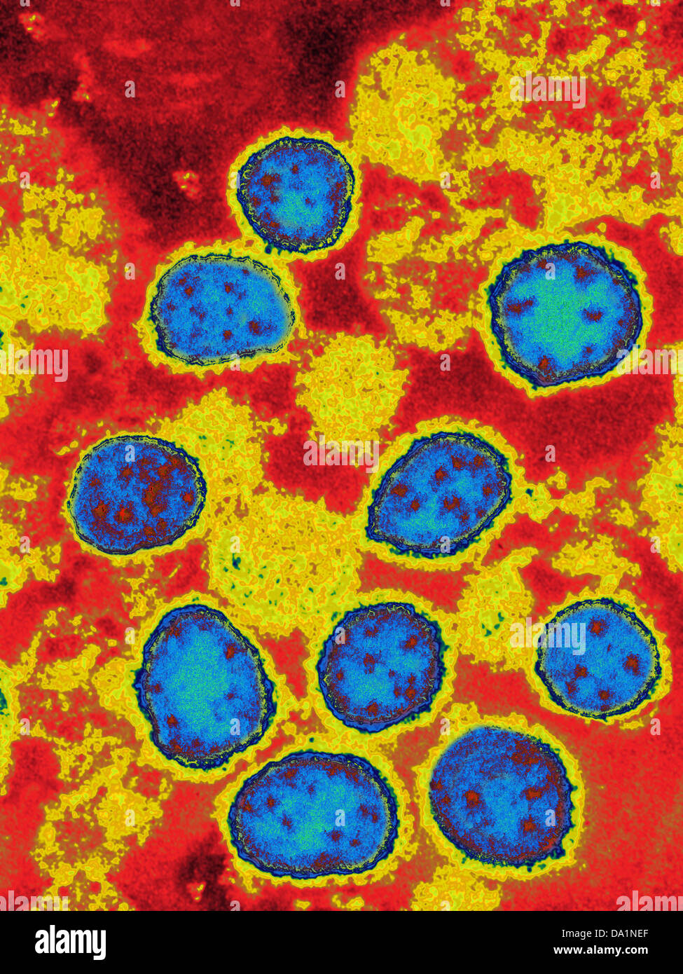 Arenavirus Stock Photos & Arenavirus Stock Images - Alamy