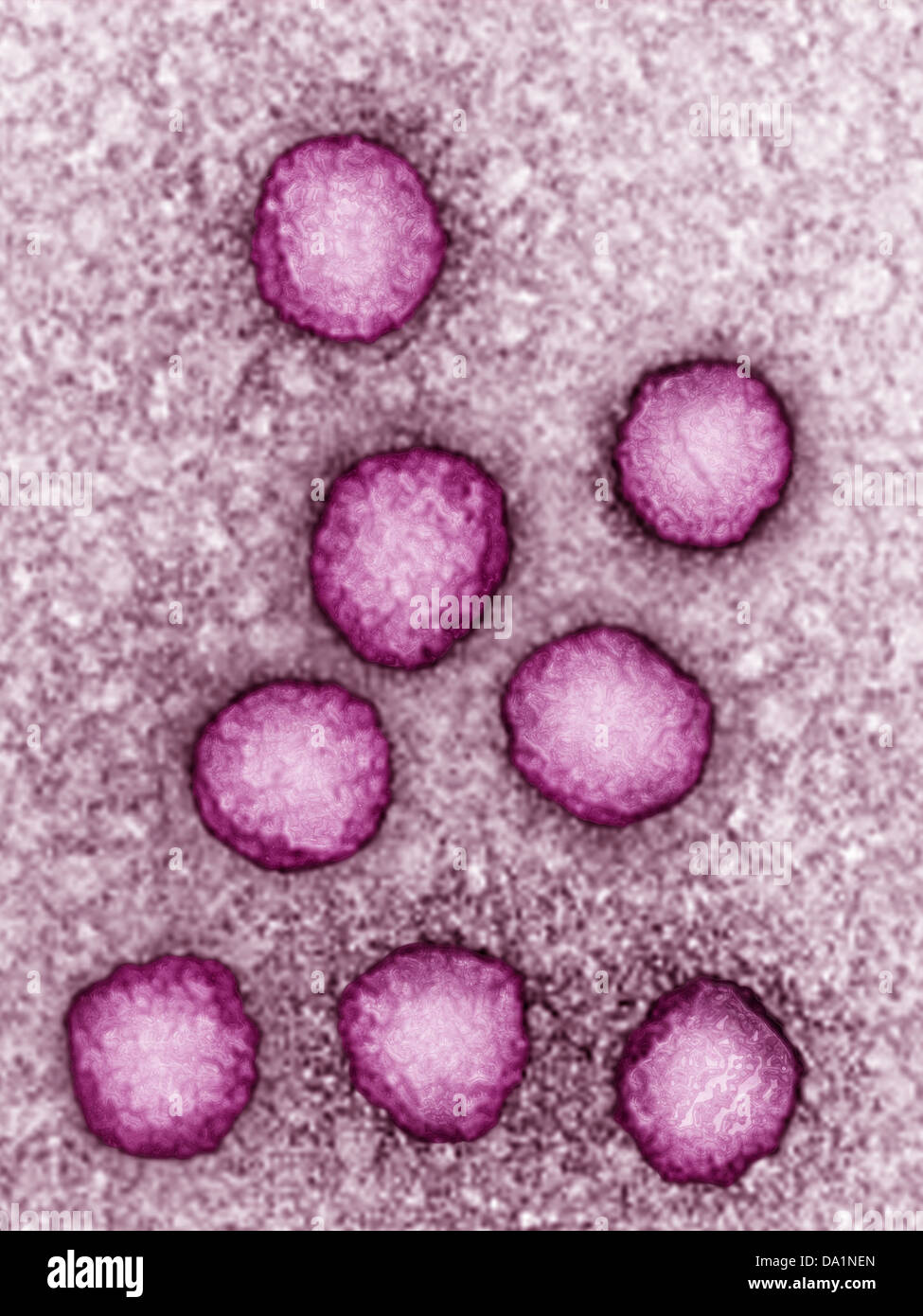 Orthobunyavirus hi-res stock photography and images - Alamy