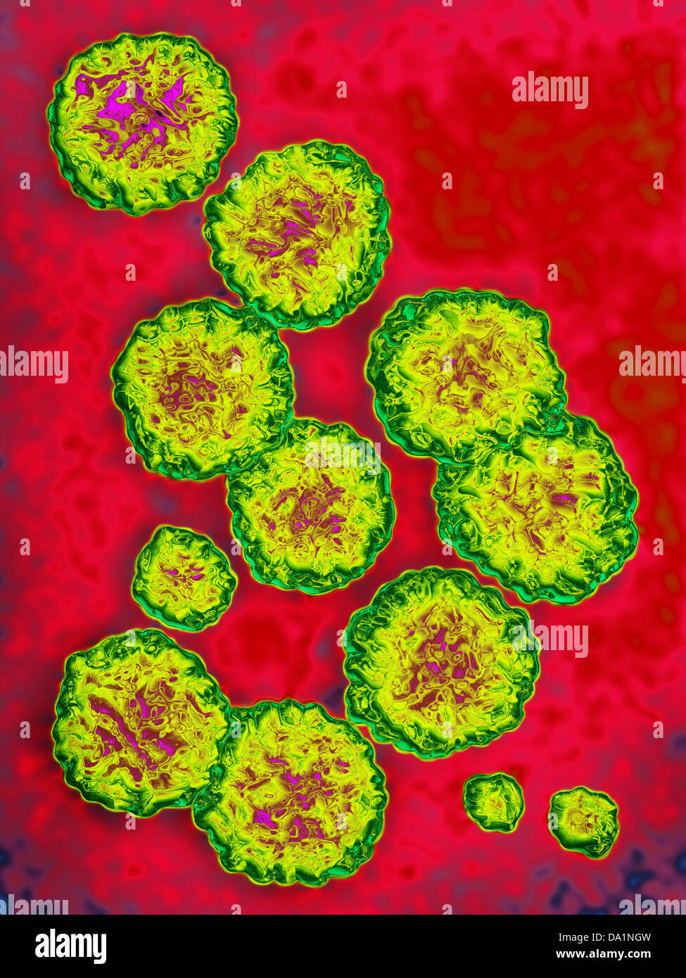Hepatitis C Virus Microscope