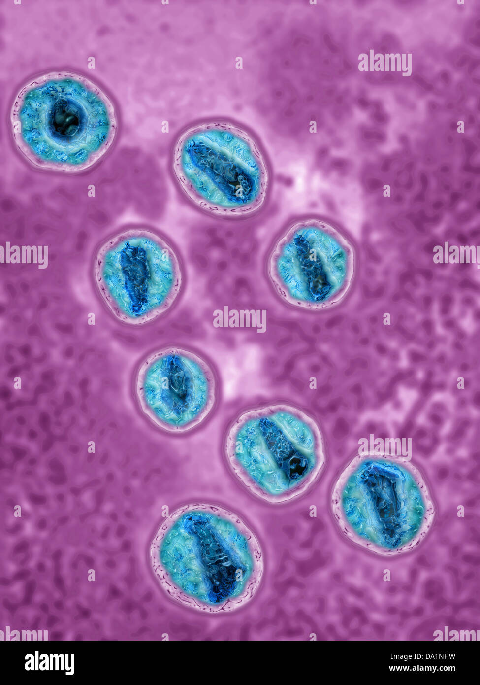 Retrovirus hi-res stock photography and images - Alamy