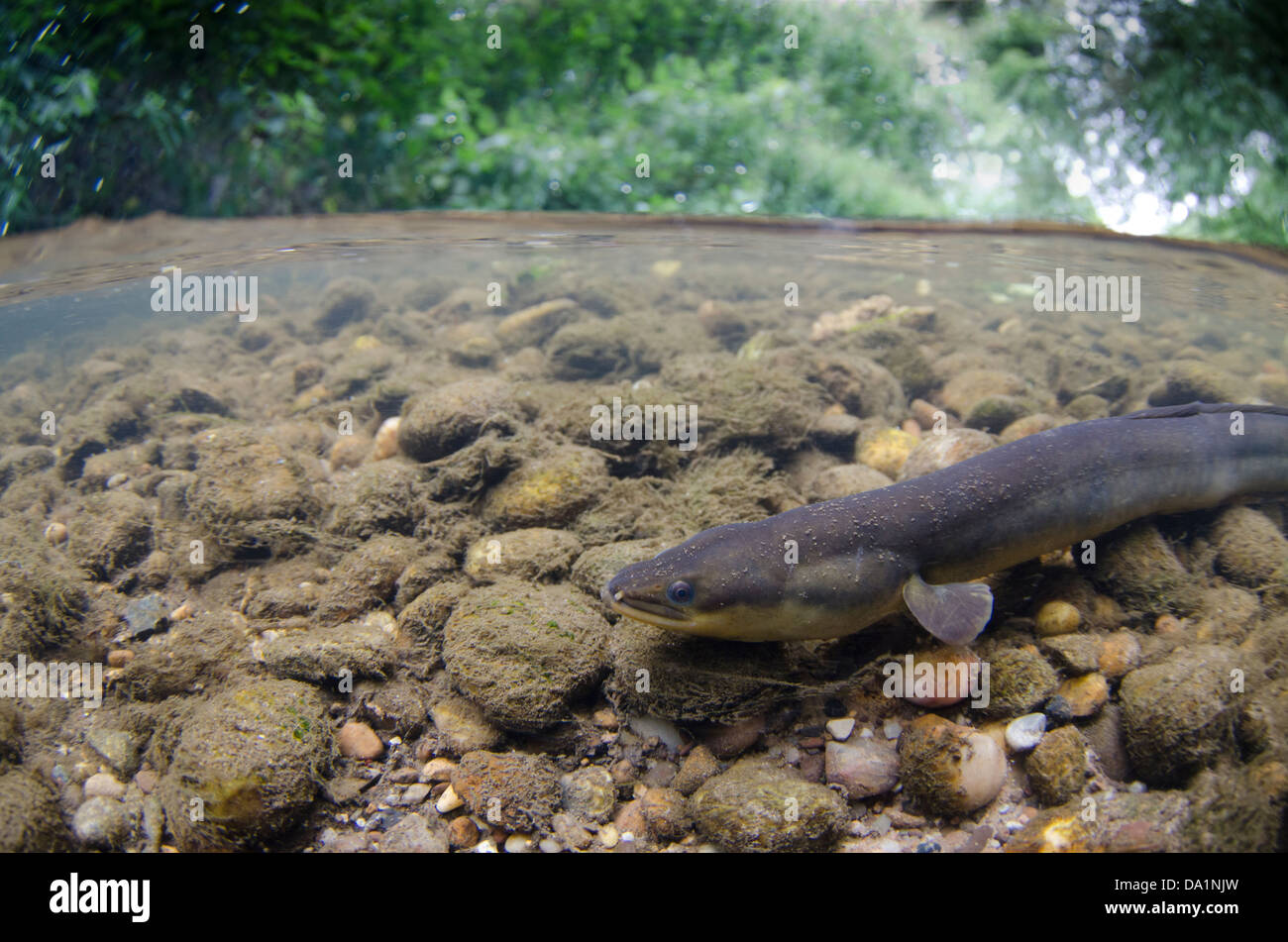Silver eel hi-res stock photography and images - Alamy