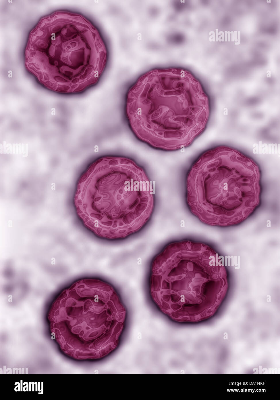 Roseoloviruses hi-res stock photography and images - Alamy