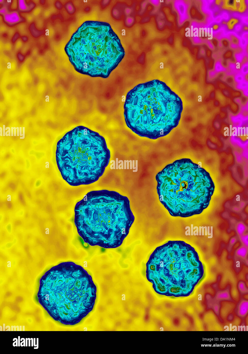 Poliovirus hi-res stock photography and images - Alamy