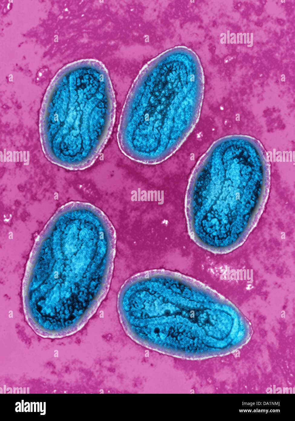 Poxvirus High Resolution Stock Photography and Images - Alamy
