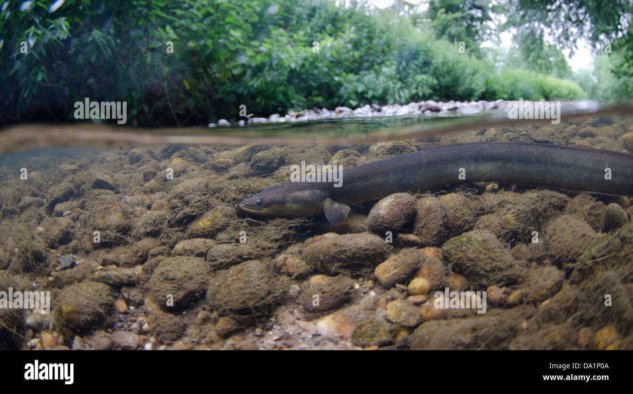 Eel in english stream Stock Photo - Alamy