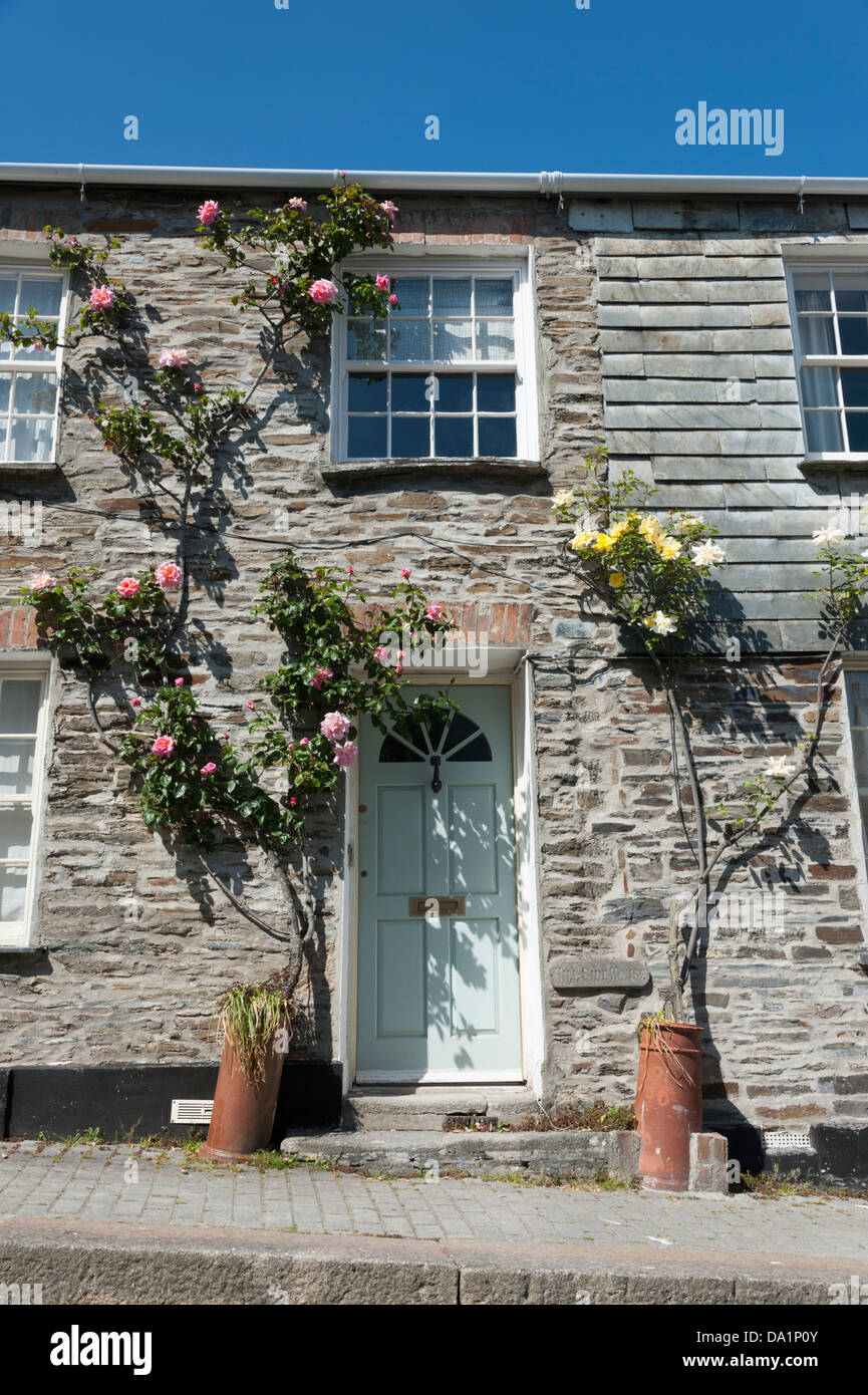 Climbing roses growing on the wall of a pretty cottage in Padstow ...