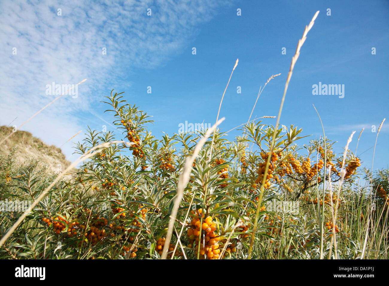 Sand thorn berries hi-res stock photography and images - Alamy