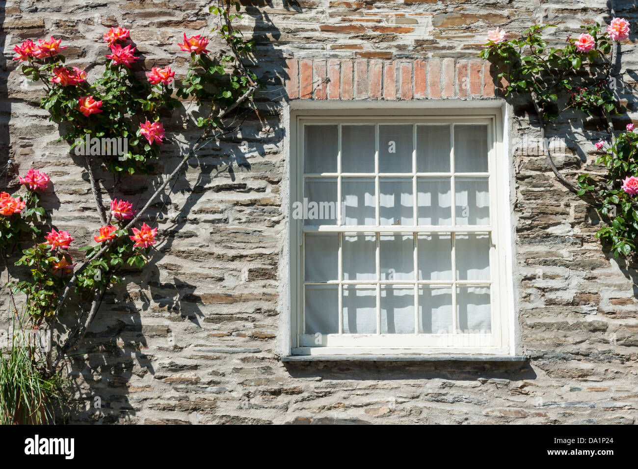 Climbing roses growing on the wall of a pretty cottage in Padstow ...