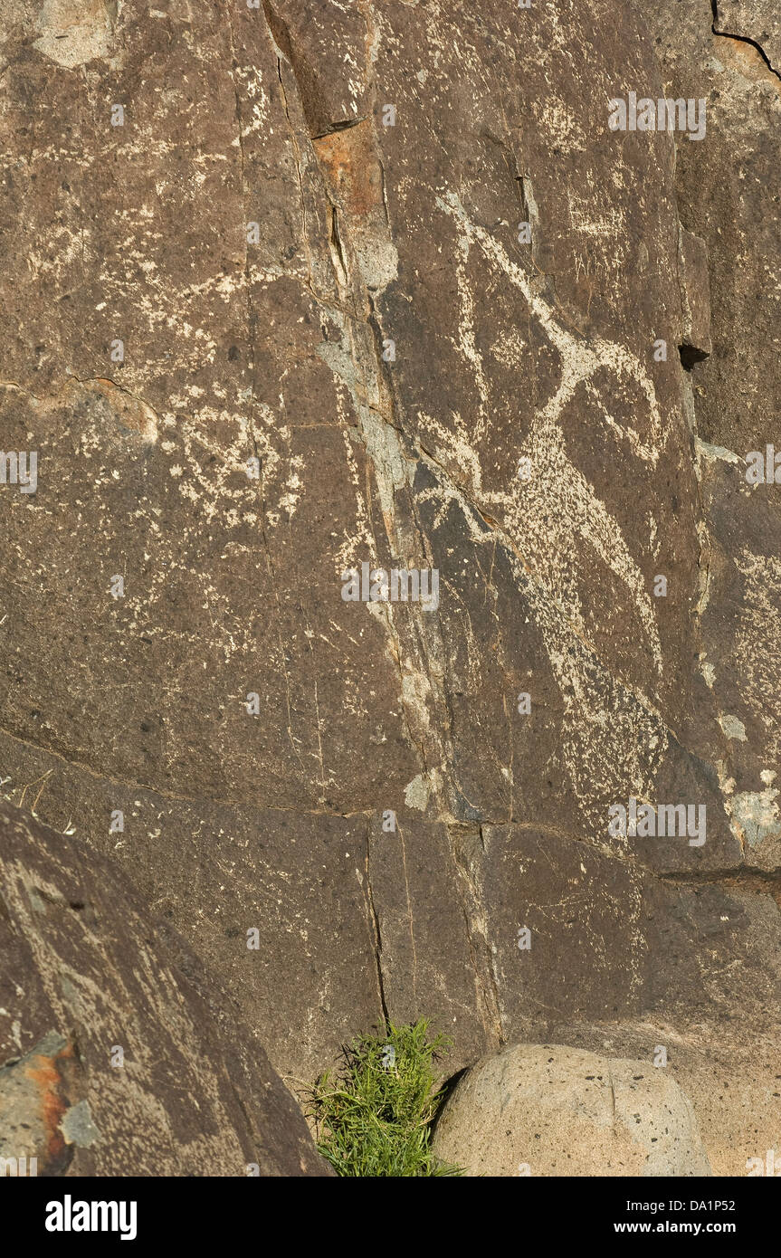 Roadrunner with a snake and other Jornada-Mogollon petroglyphs at Three ...