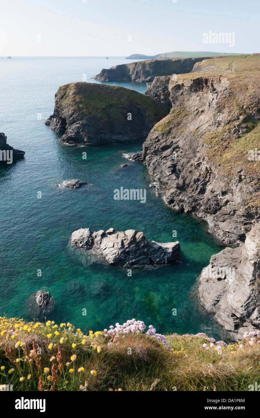 Wild cornish flowers hi-res stock photography and images - Alamy