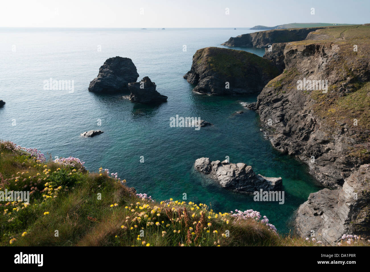 Wild flowers and dramatic coastal scenery on the Coast of North ...
