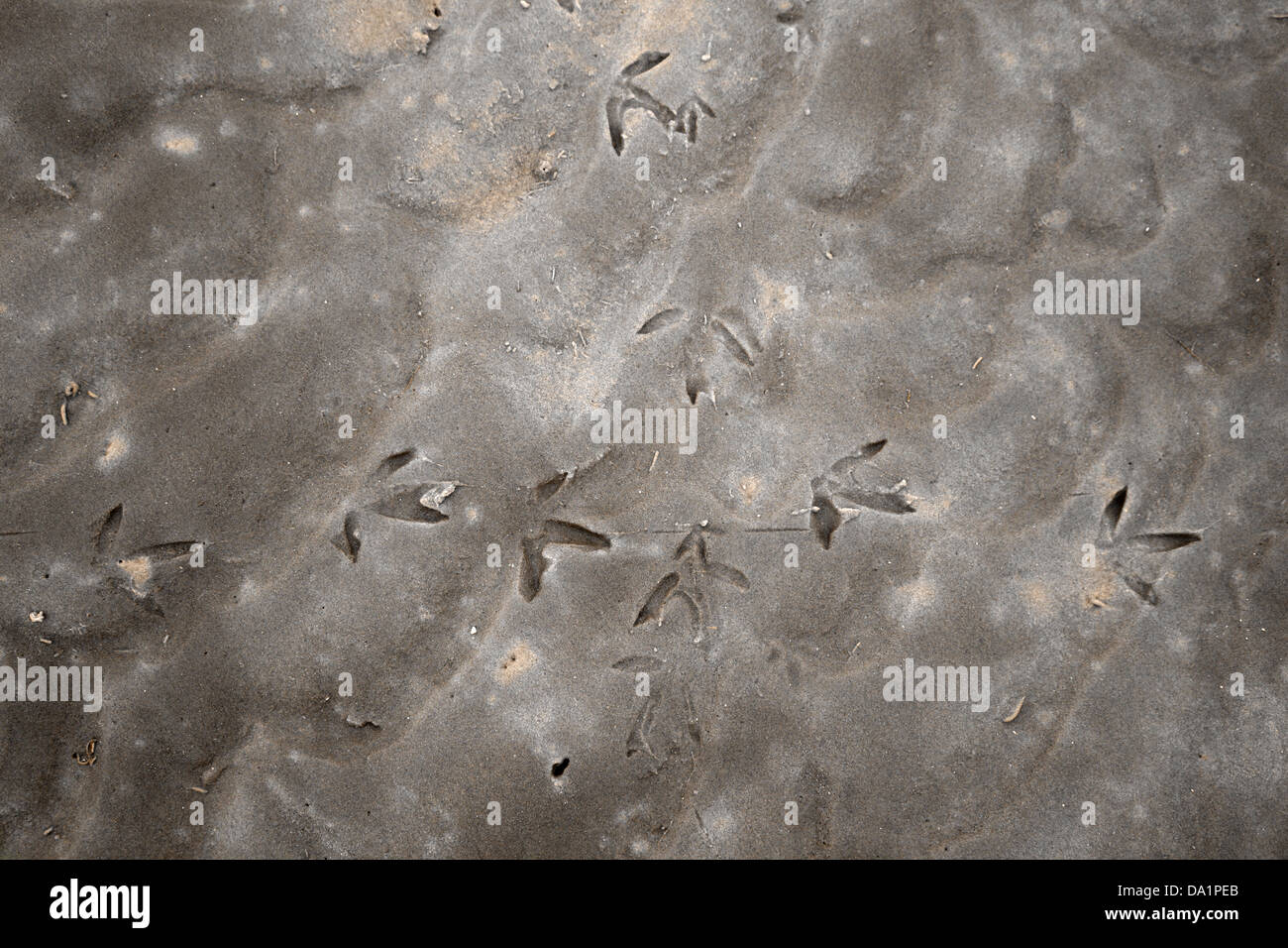 bird´s foot prints Stock Photo - Alamy