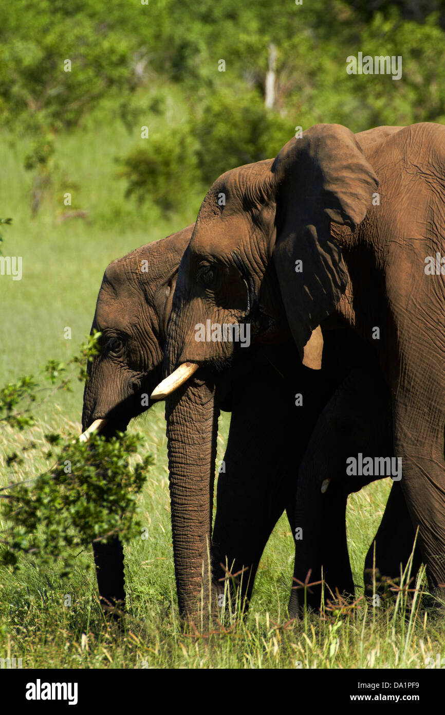 Zimbabwe national parks elephants hi-res stock photography and images ...