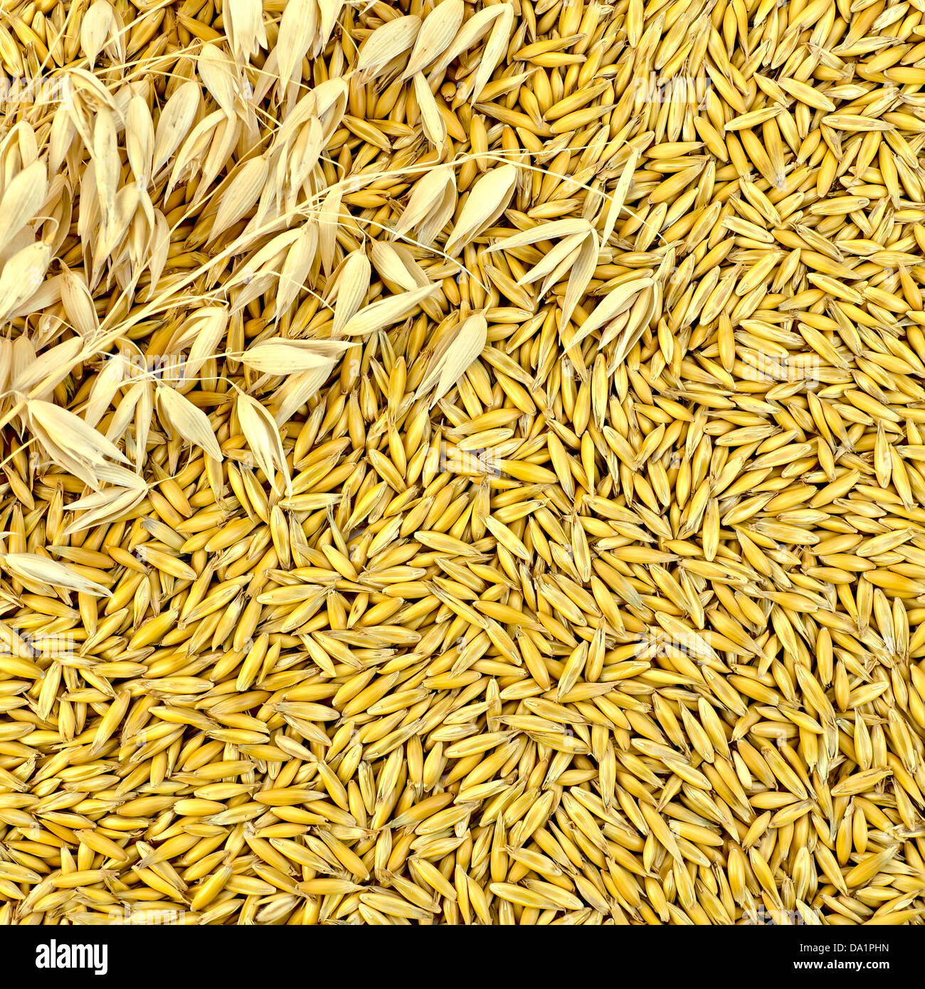 Stalks of oats on the background of oat grains Stock Photo - Alamy