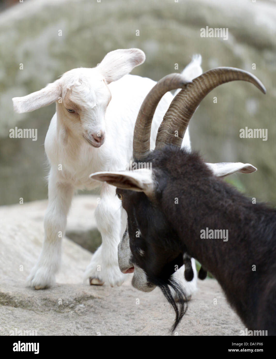 A one-week old goat and her mother are pictured at the goat farm in ...
