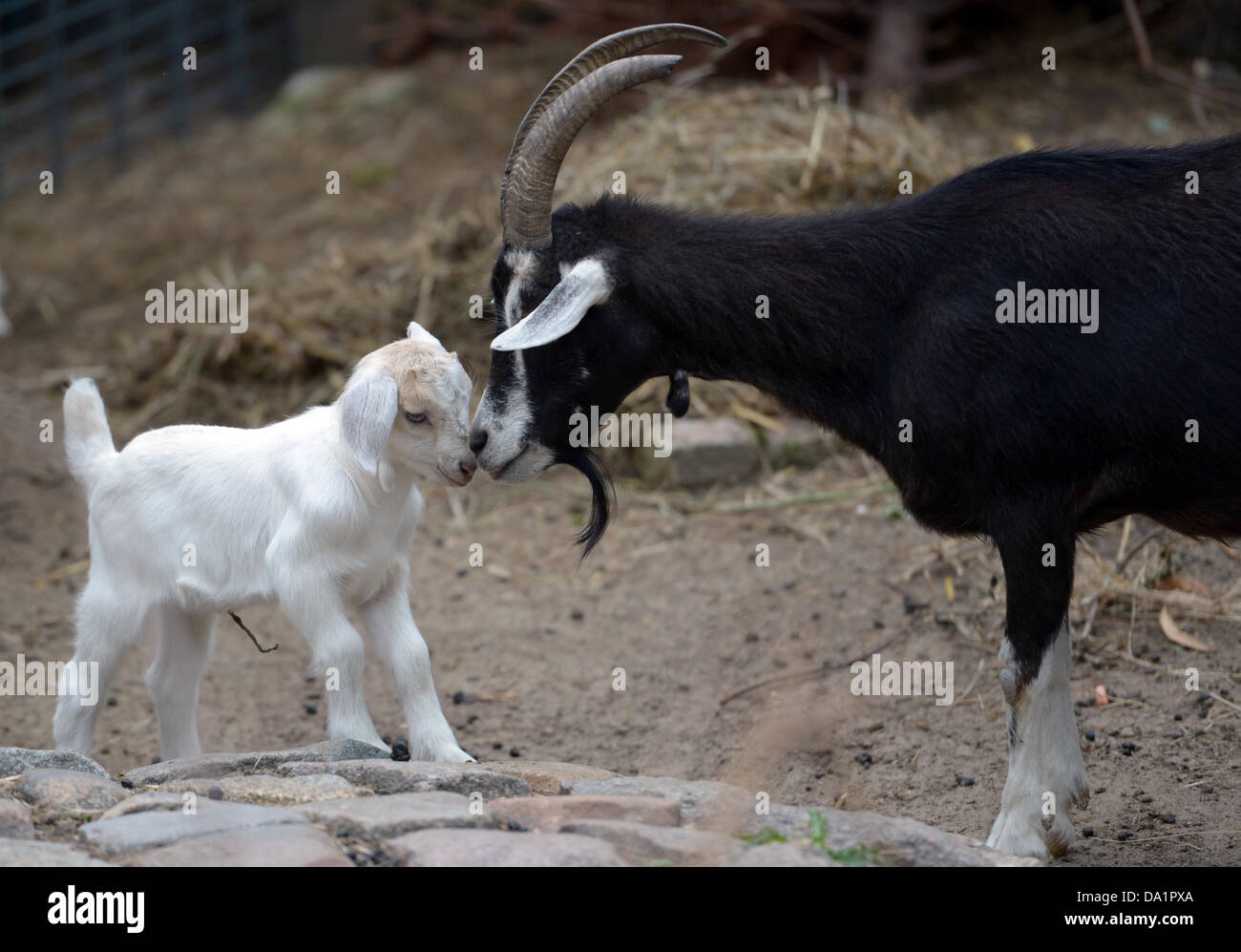 A one-week old goat and her mother are pictured at the goat farm in ...